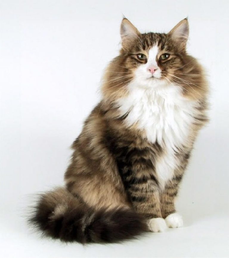 Le norvégien : un chat des forêts à la fourrure épaisse - Aptaa.fr